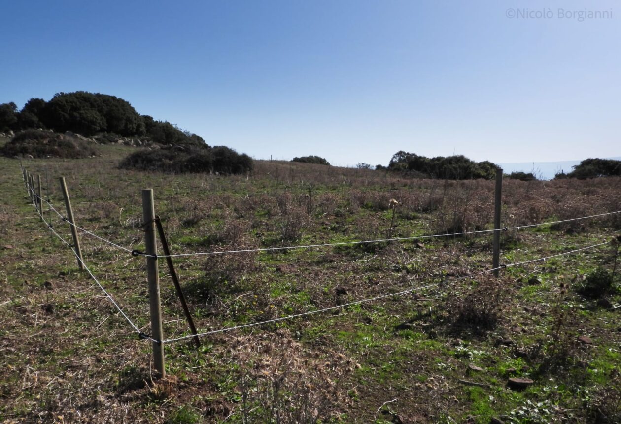 The supplementary feeding stations for Griffon vultures | Rewilding ...