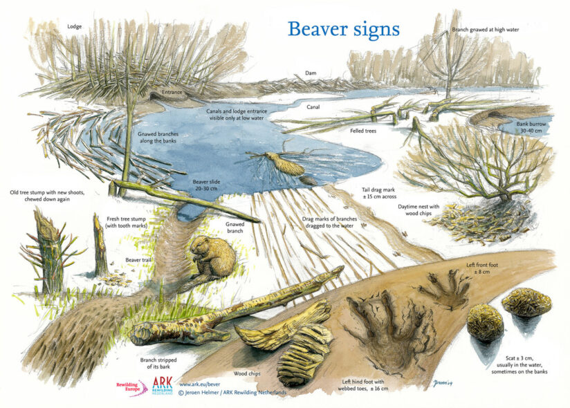 The Eurasian beaver is making a comeback to Italy: living alongside ...